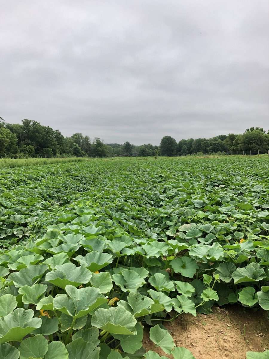 Cultivation Central: Winter Squash - Pennypack Farm & Educational Center