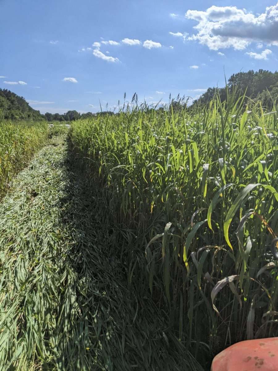 A field in fallow - Pennypack Farm & Educational Center