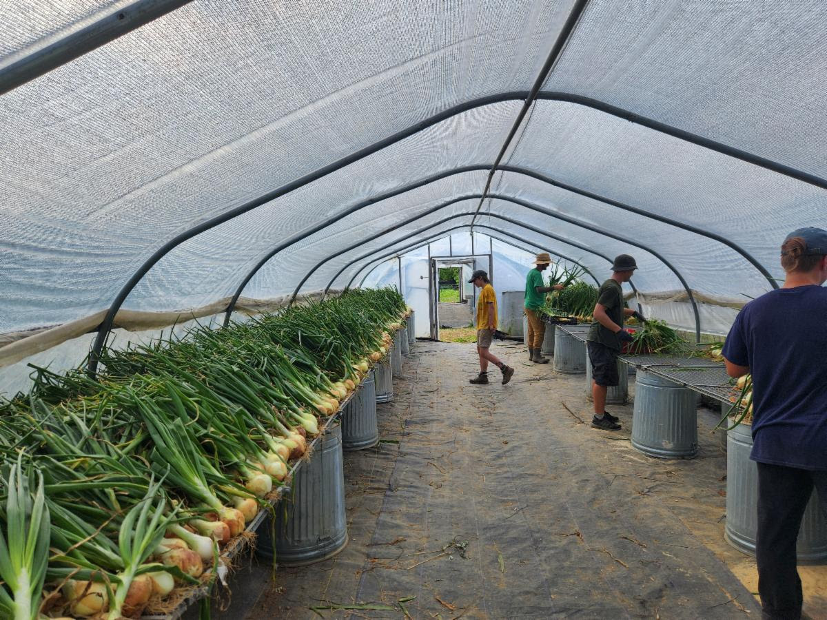 Onion Harvest - Pennypack Farm & Educational Center